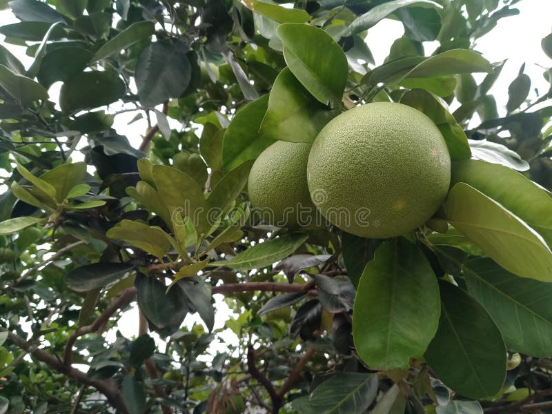 Pummelo Tree stock image. Image of songjiang, fruit, botanical - 66719091