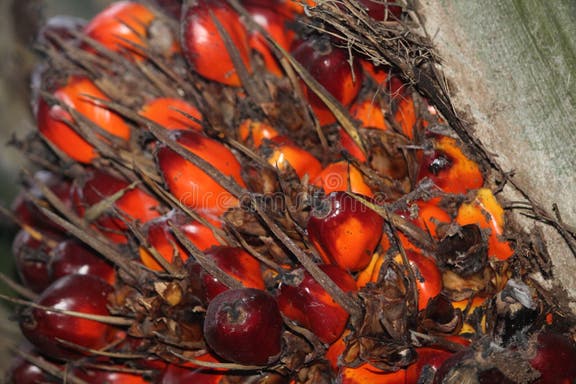 Pump stock image. Image of fruits, pump, awesome, colour - 108712659