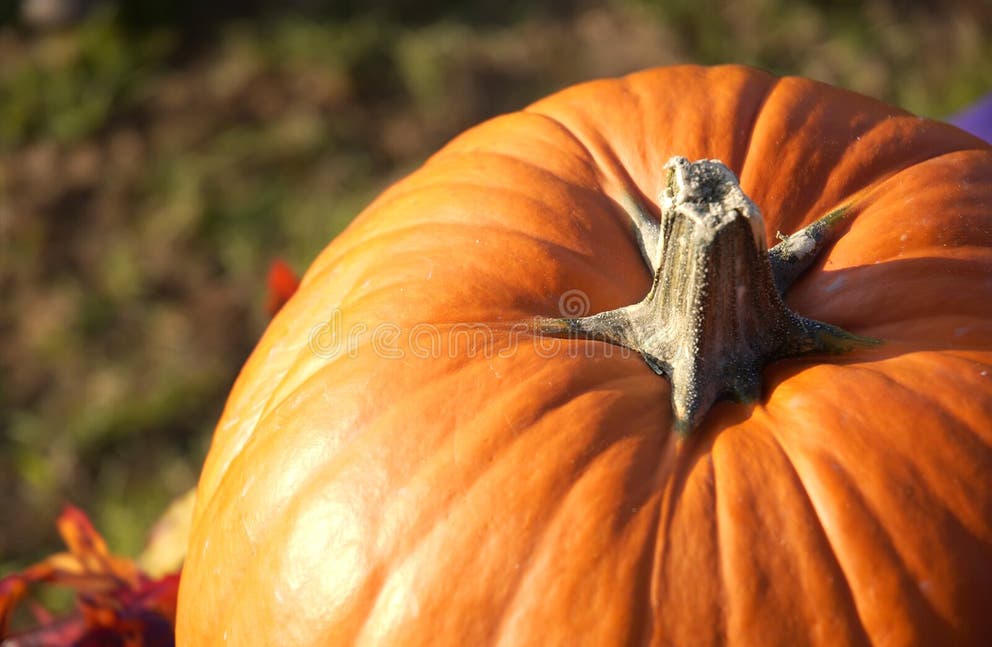 Pumpa arkivfoto. Bild av höst, gyckel, kantjustering, lyckligt - 1447768
