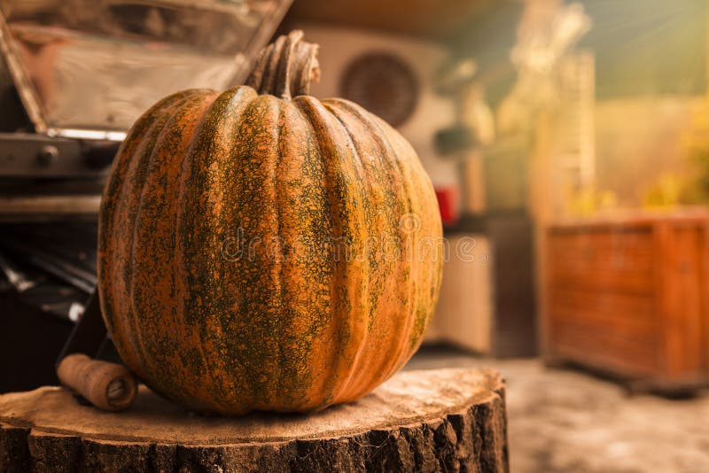 Pumpa arkivfoto. Bild av nytt, orange, höstlig, garnering - 60635424