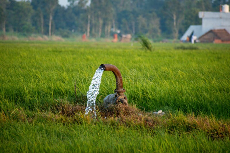 Pumping Water from the Ground To Flow into the Rice Fields Stock Image ...