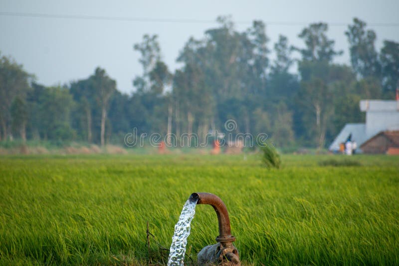 Pumping Water from the Ground To Flow into the Rice Fields Stock Photo ...