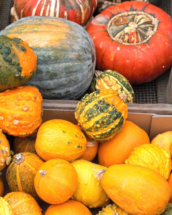 Pumpkim Stock Photos - Free & Royalty-Free Stock Photos from Dreamstime