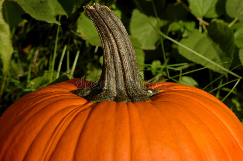 Pumpkin stock photo. Image of culinary, ripened, green - 10865610