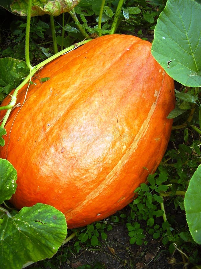Big Orange Vegetable Spaghetti Squash Stock Photos - Free & Royalty ...