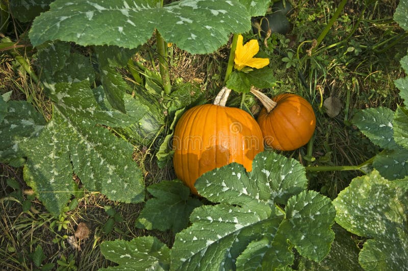 Allotment vegetables stock image. Image of fresh, netting - 19995021