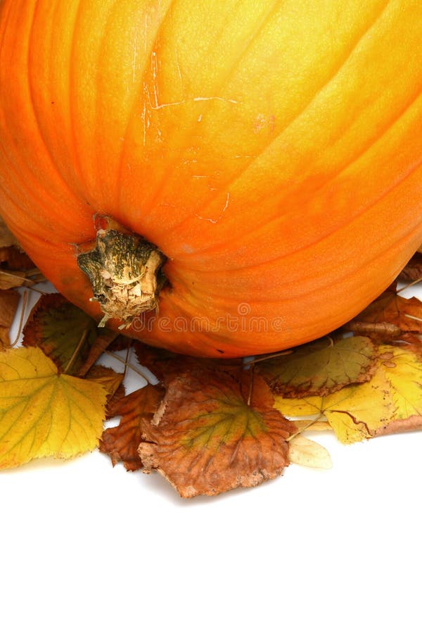 Pumpkin stock image. Image of fall, stalk, seasonal, leaves - 16494929