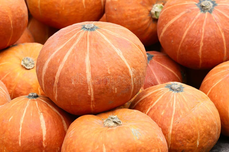 Pumpkin stock image. Image of yellow, greenstuff, greenstuffs - 19634973