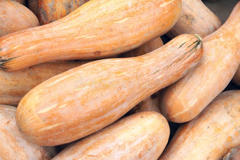 Pumpkin stock image. Image of eatable, crop, summer, cuaurbit - 26320707
