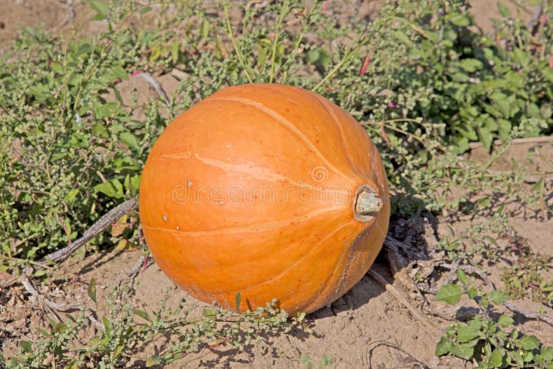 Pumpkin stock photo. Image of traditional, natural, pumpkin - 26905044