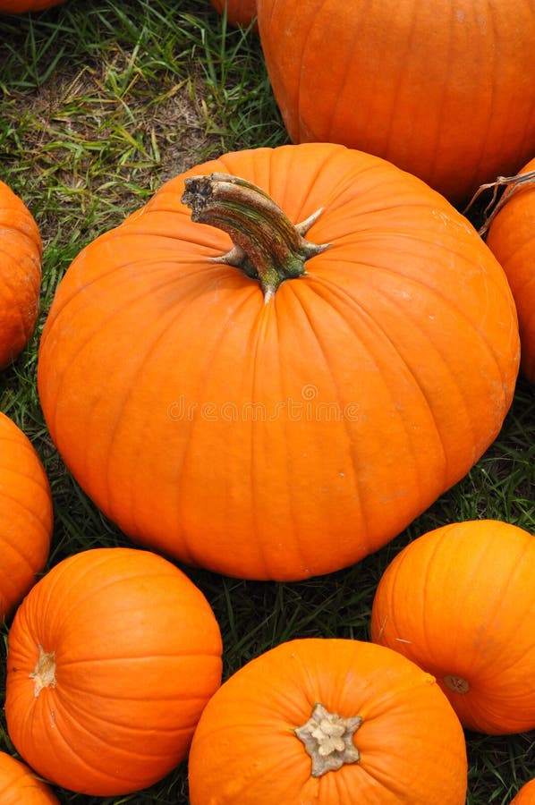 Pumpkin top stock image. Image of festive, pumpkin, garden - 283531