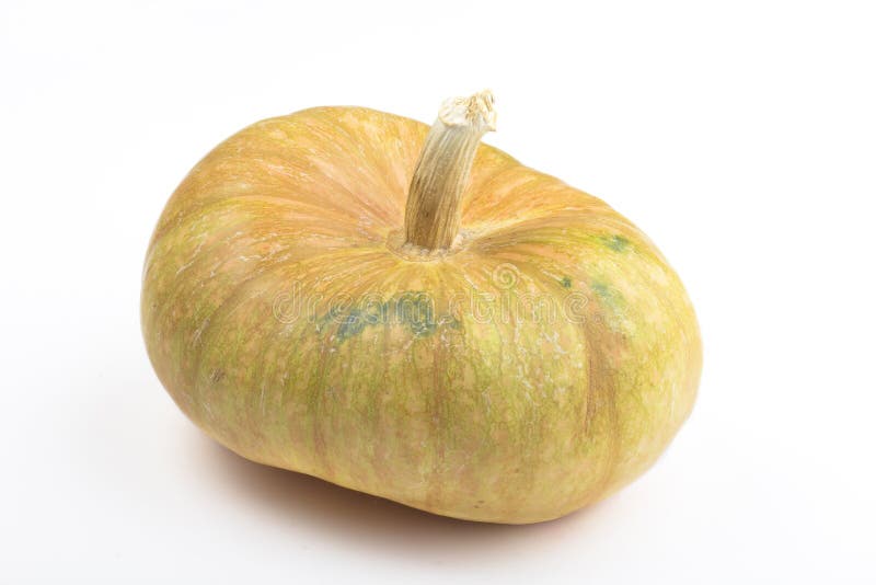 Green white pumpkin stock image. Image of colourful, gourd - 26897315