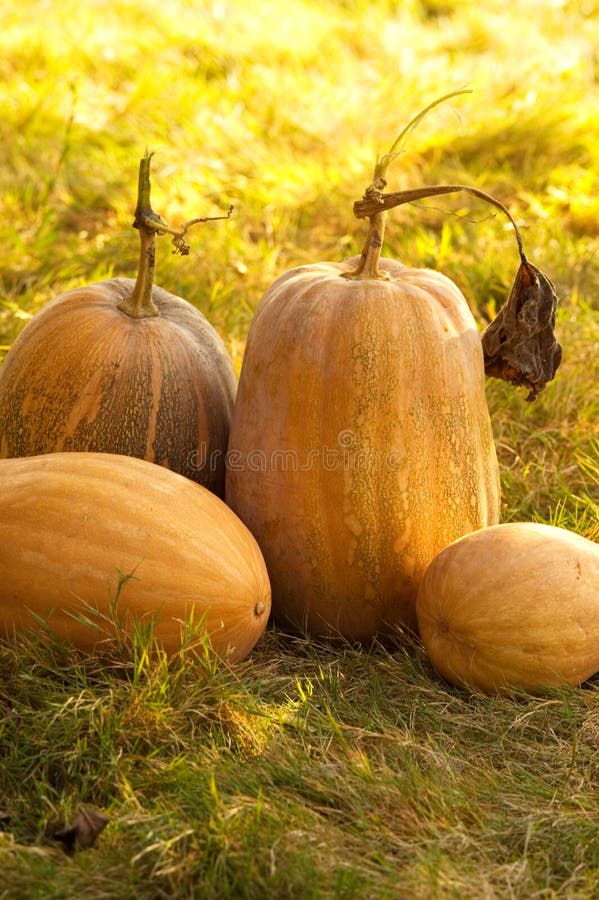 Pumpkin stock photo. Image of agriculture, land, crop - 3061332