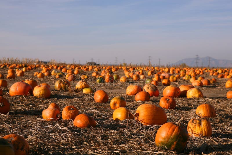 Pumpkin Farm before the Storm Stock Image - Image of cornstalk, holiday ...