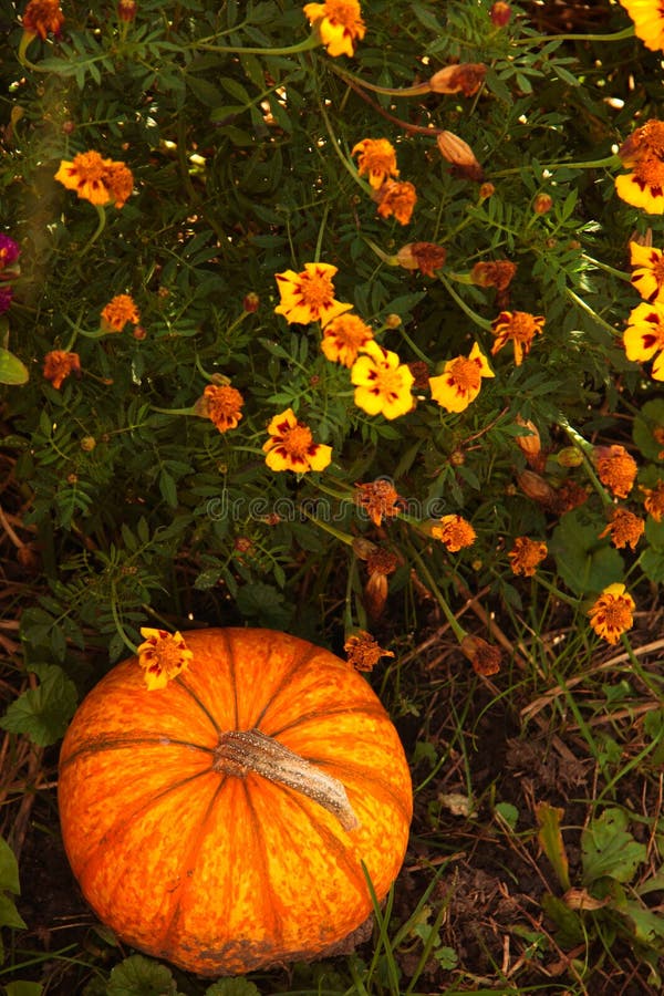 Pumpkin 7 stock photo. Image of flowers, leaf, vegetation - 561476
