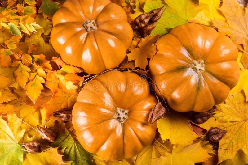 Pumpkin stock photo. Image of thanksgiving, october, holiday - 63112268