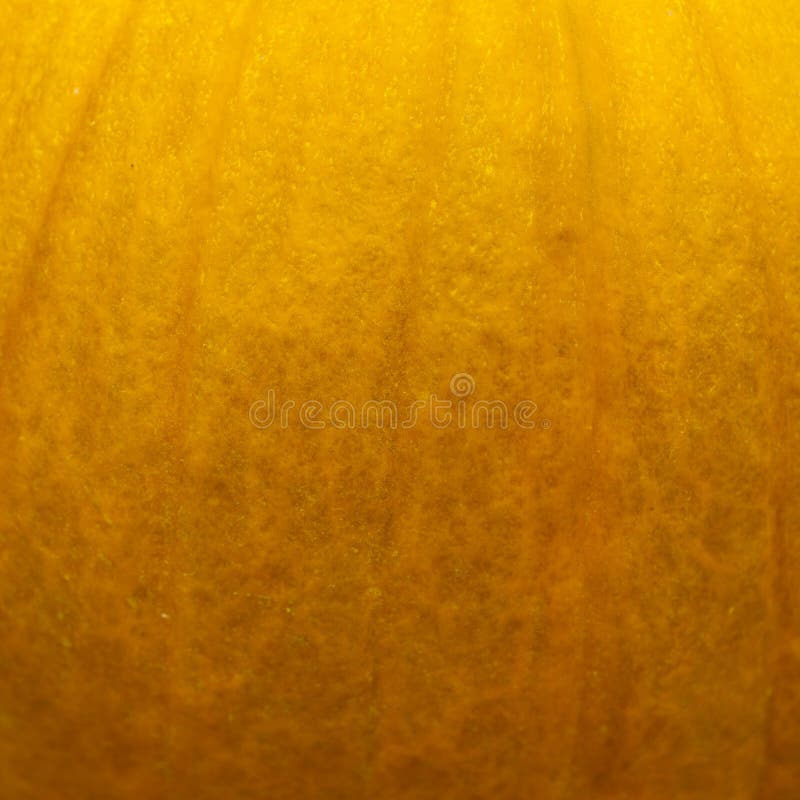 Pumpkin skin texture stock image. Image of harvest, colorful - 11458271