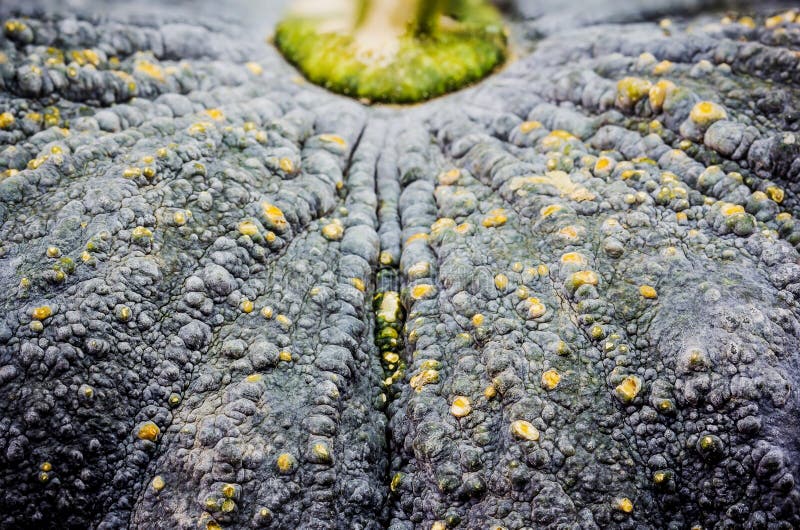 Pumpkin background. stock photo. Image of skin, texture - 57466054