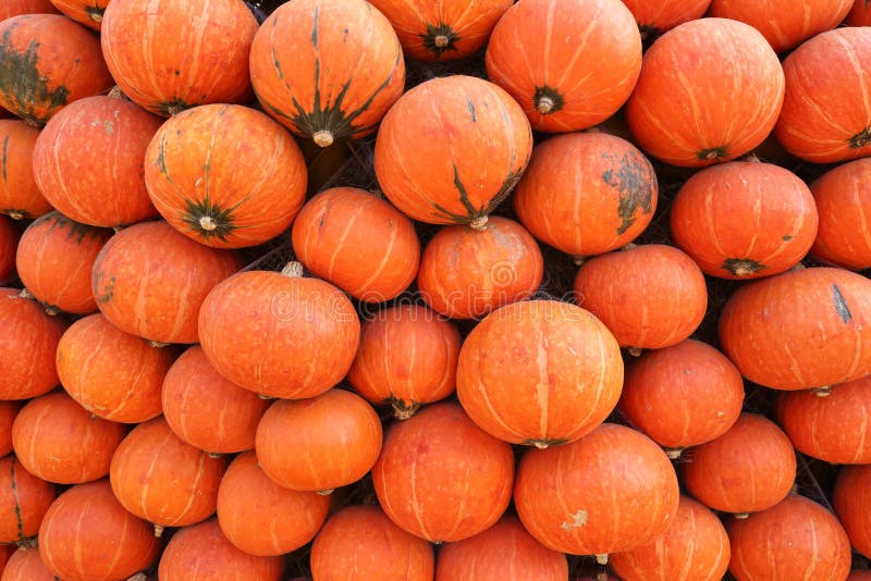 57,116 Pumpkin Texture Stock Photos - Free & Royalty-Free Stock Photos ...