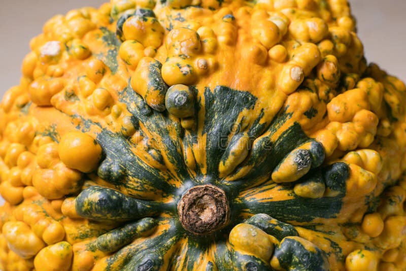 Pumpkin Background Texture Material Full Frame Stock Photo - Image of ...