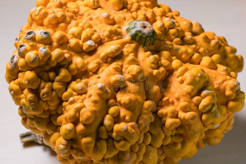 Pumpkin Texture Material with White Background Stock Image - Image of ...