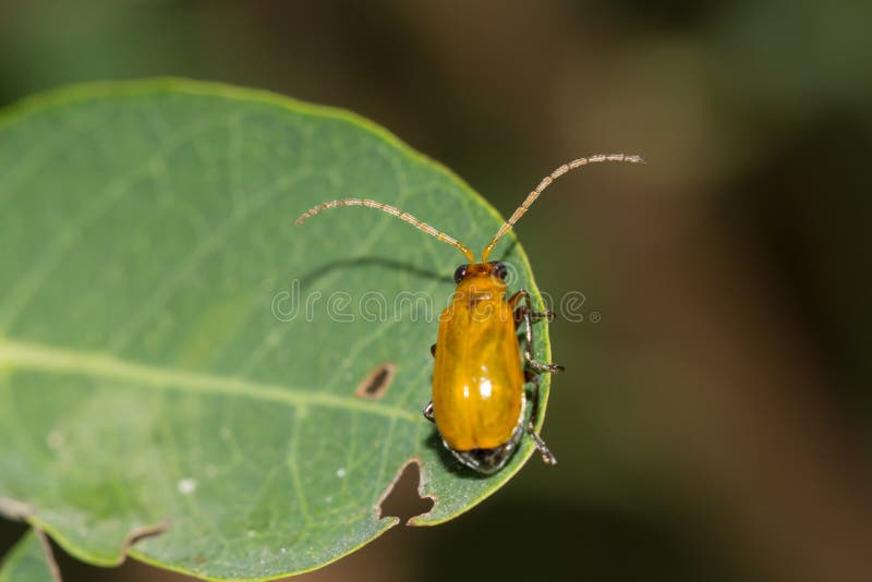 Pumpkin Beetle, Cucurbit Beetle, Squash Beetle a Small Orange Insect on ...