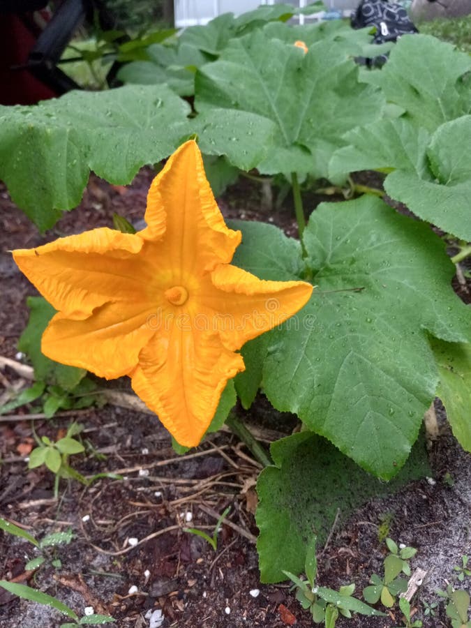 Pumpkin bloom stock photo. Image of flower, produce - 225192596