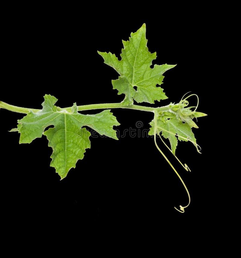 Pumpkin branch stock photo. Image of green, leaf, branch - 12190314