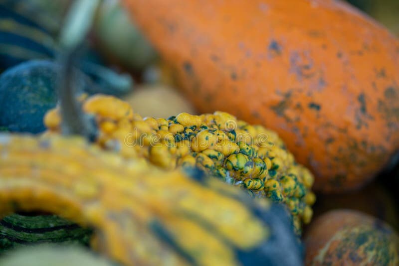 Pumpkin bubbles stock photo. Image of natural, orange - 81769414