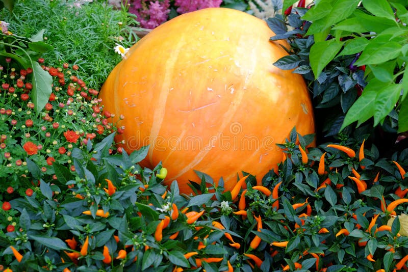 Pumpkin in the bush pepper stock image. Image of food - 77368209