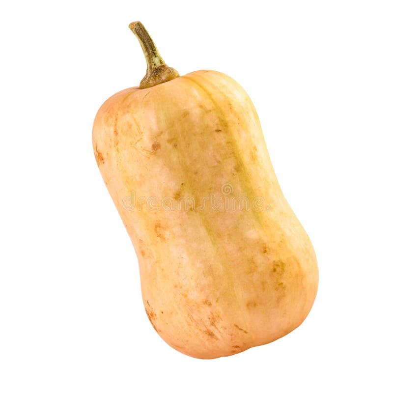 Pumpkin Butternut Isolated Clipping Path Stock Image - Image of ...