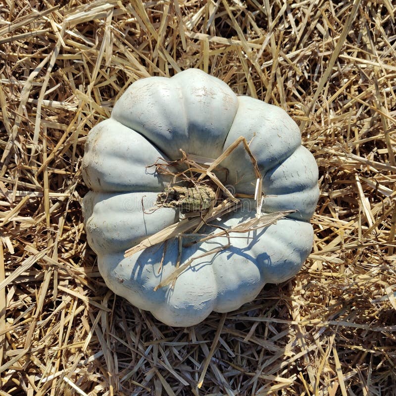 Grey Pumpkin Combined with Straw Stock Photo - Image of colors, plant ...