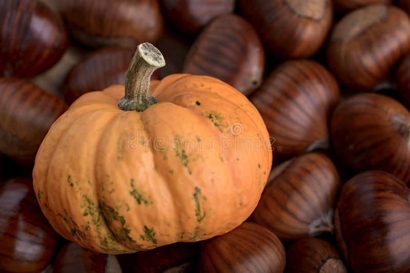 Pumpkin and chestnut stock image. Image of season, fruit - 61078715