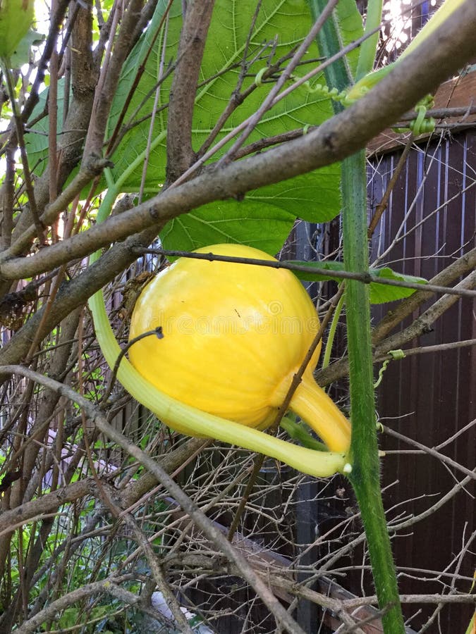 Pumpkin climbed a tree stock photo. Image of pumpkin - 79145242