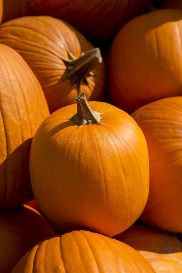 Pumpkin closeup stock image. Image of season, autumn - 35355703
