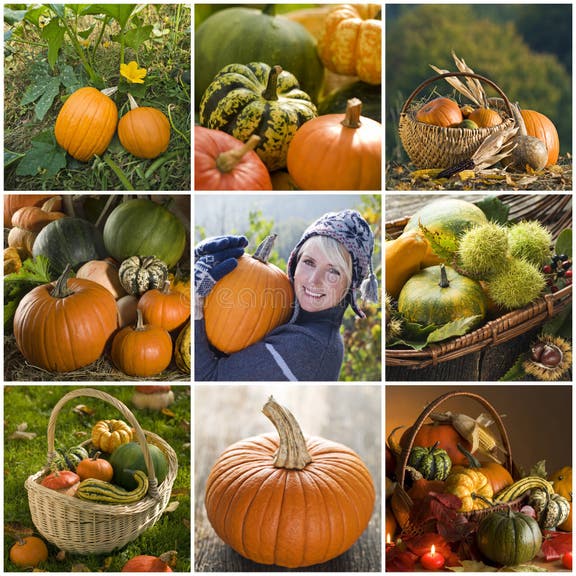 Pumpkin collage stock image. Image of october, autumn - 11355489
