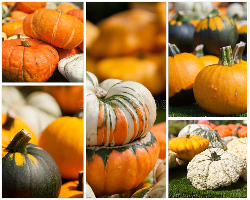 Pumpkin collage stock image. Image of gourds, diet, lifestyle - 34337183
