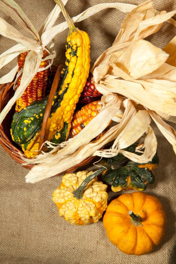 Pumpkin and corn stock photo. Image of fall, display - 16515664