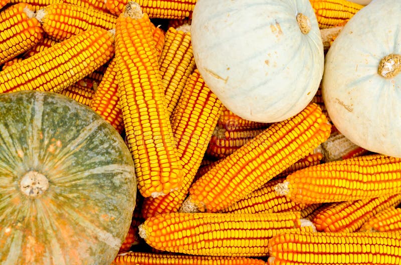 Pumpkin and corn stock image. Image of agriculture, harvest - 23115085