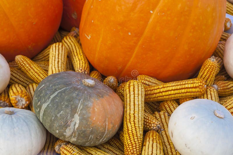 Pumpkin and corn stock photo. Image of food, corn, decorative - 26573944