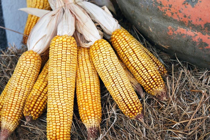 Pumpkin and Corn Cobs in the Autumn Park. Stock Image - Image of ...