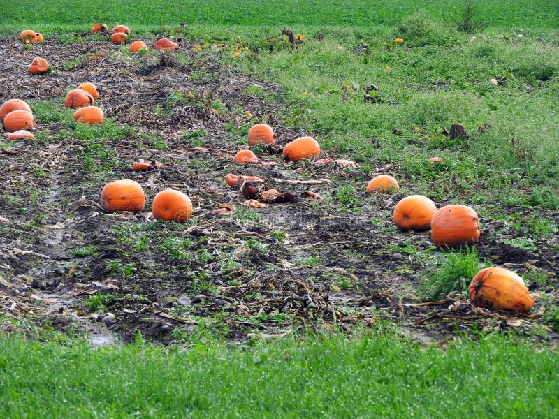Pumpkin Crop Laying in the Field Stock Image - Image of vegetable ...