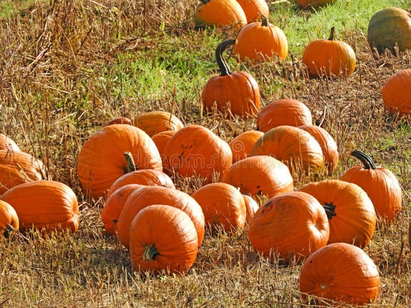 Orange Pumpkin Crop in Farm Field Ready To Make Pumpkin Pies Stock ...