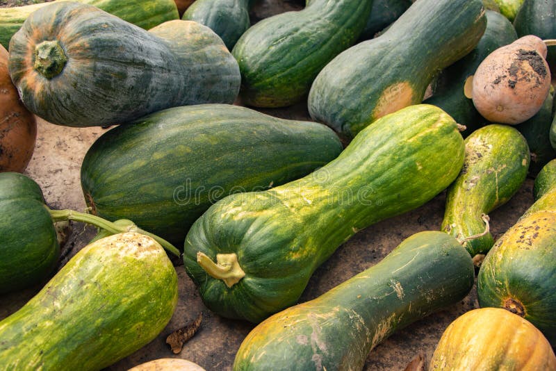 Pumpkin Cucurbita Pepo in Vegetable Garden Stock Photo - Image of ...