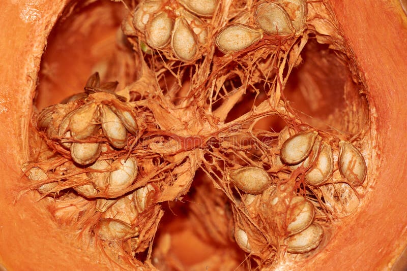 Pumpkin Cut Open with Seeds. Stock Image - Image of harvest, fresh ...