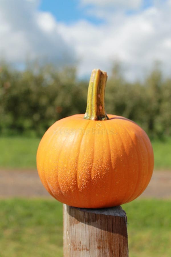 Pumpkin stock photo. Image of little, fall, pumpkin, orange - 86199198