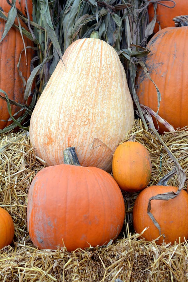 Pumpkin stock photo. Image of festive, gourd, season - 67448014