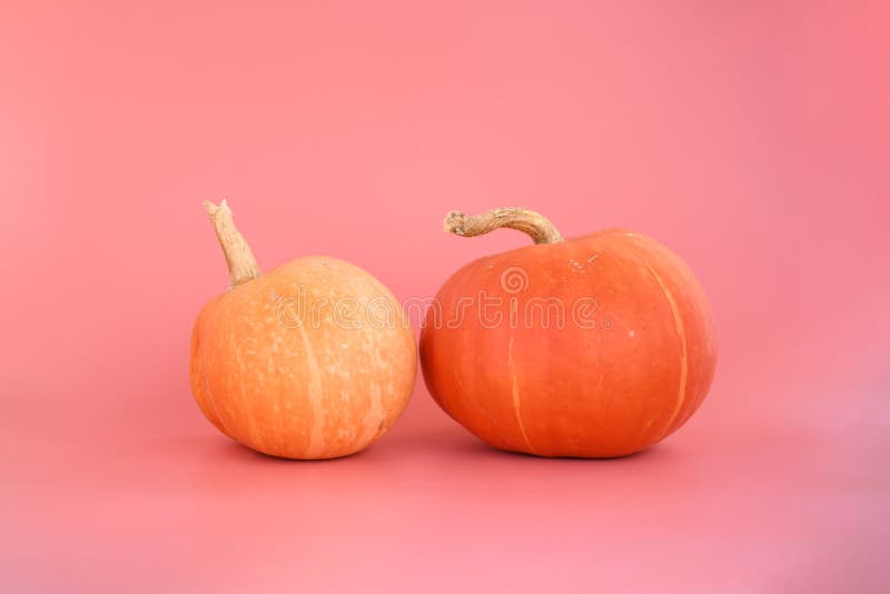 Pumpkin Different Colors Yellow and Orange on Pink Background and Copy ...