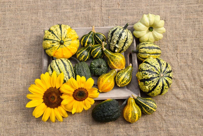 Pumpkin in different types stock photo. Image of ripe - 123761288