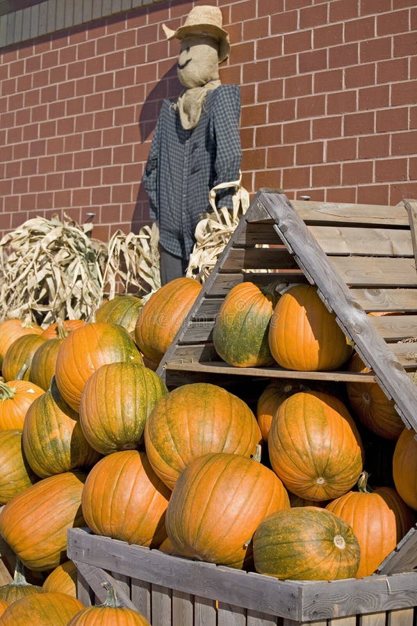 Pumpkin Display stock image. Image of retail, scarecrow - 11249419
